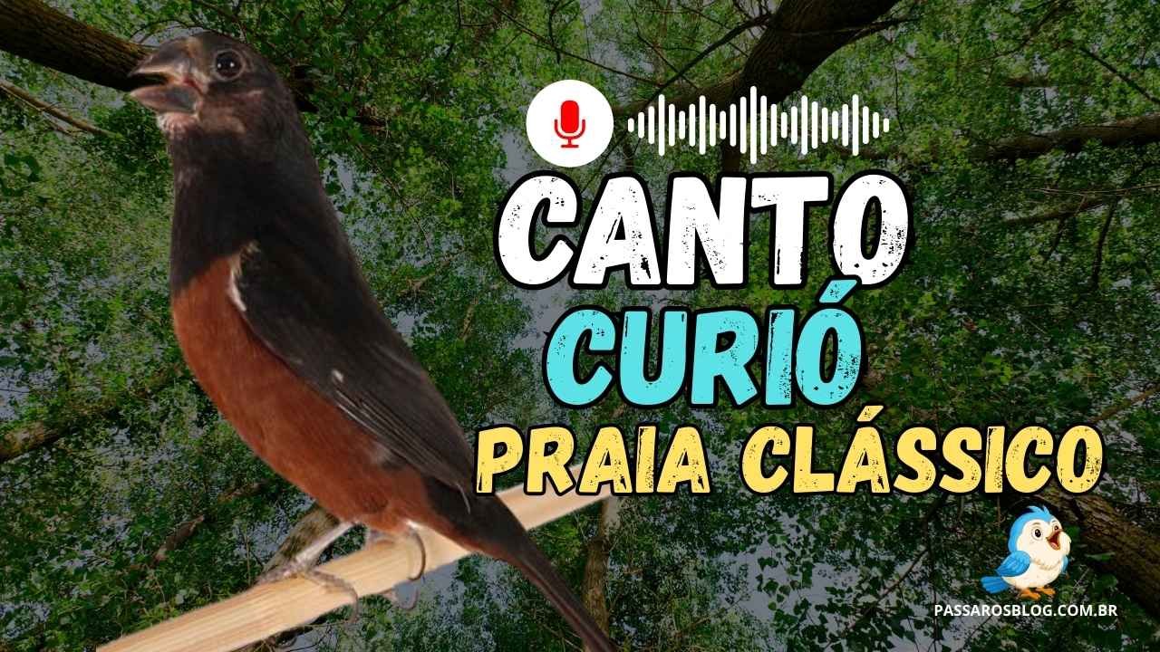 Melhor Canto do Curió Praia Clássico - Ouvir Canto de Pássaros