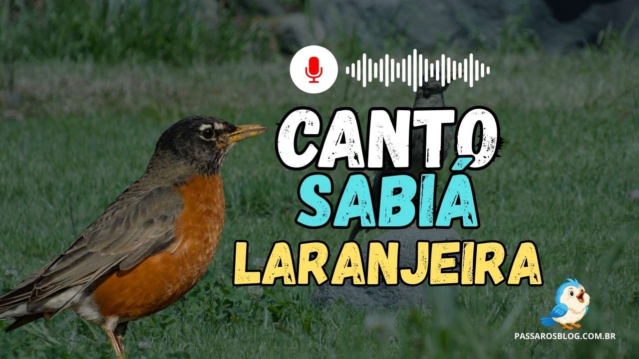 O Maravilhoso Canto do Sabiá Laranjeira: O Canto que Encanta!