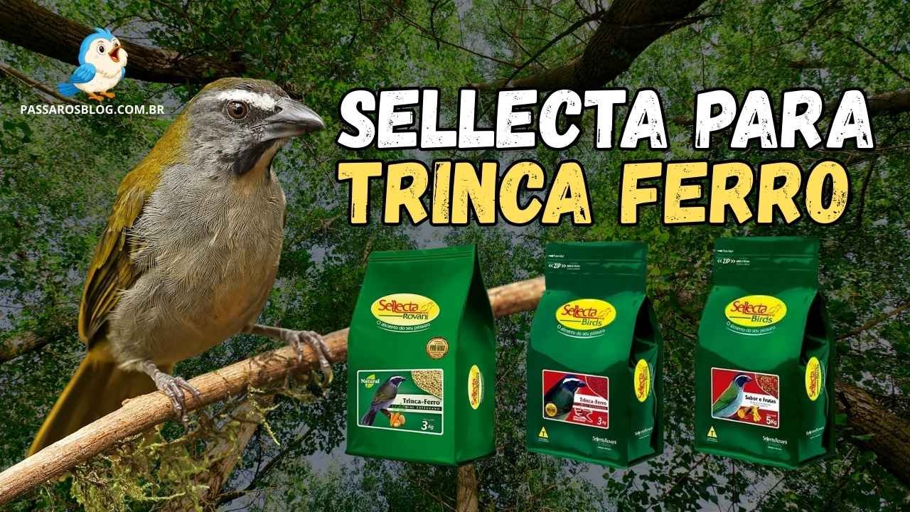 Ração Para Trinca Ferro Sellecta: Top 5 Melhores Para Pássaros!